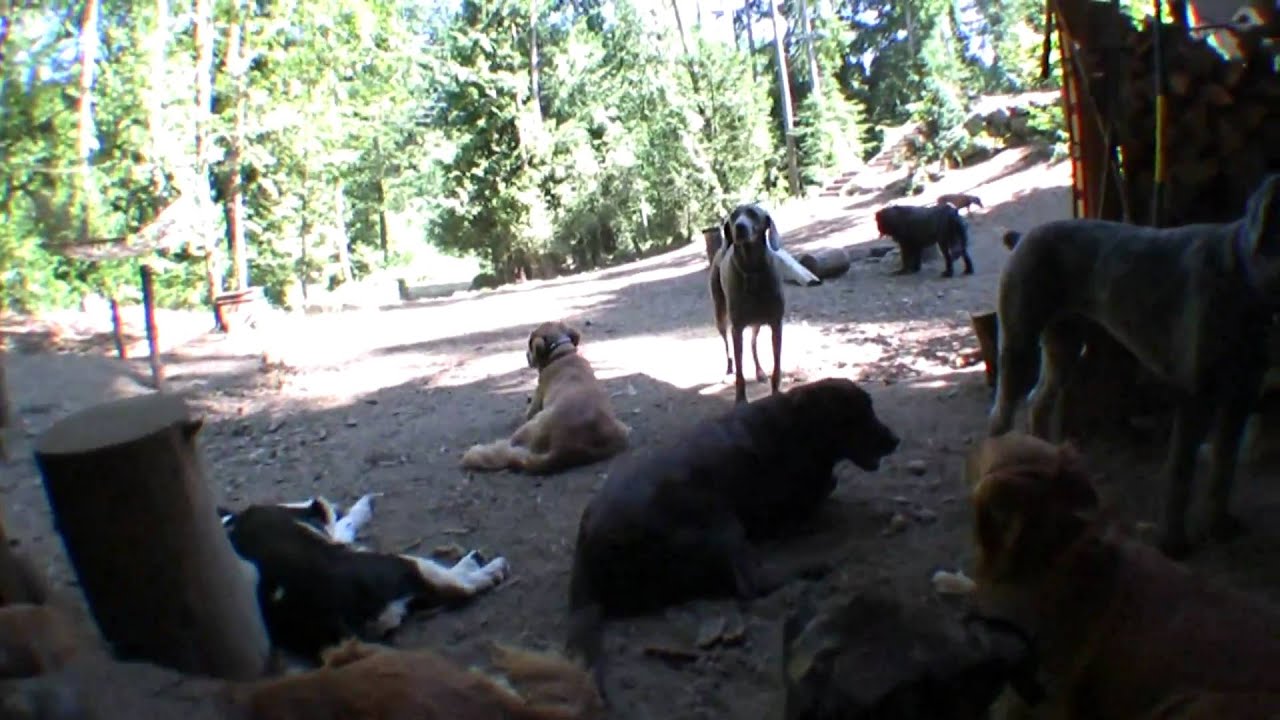 Camp Happy Paws - YouTube