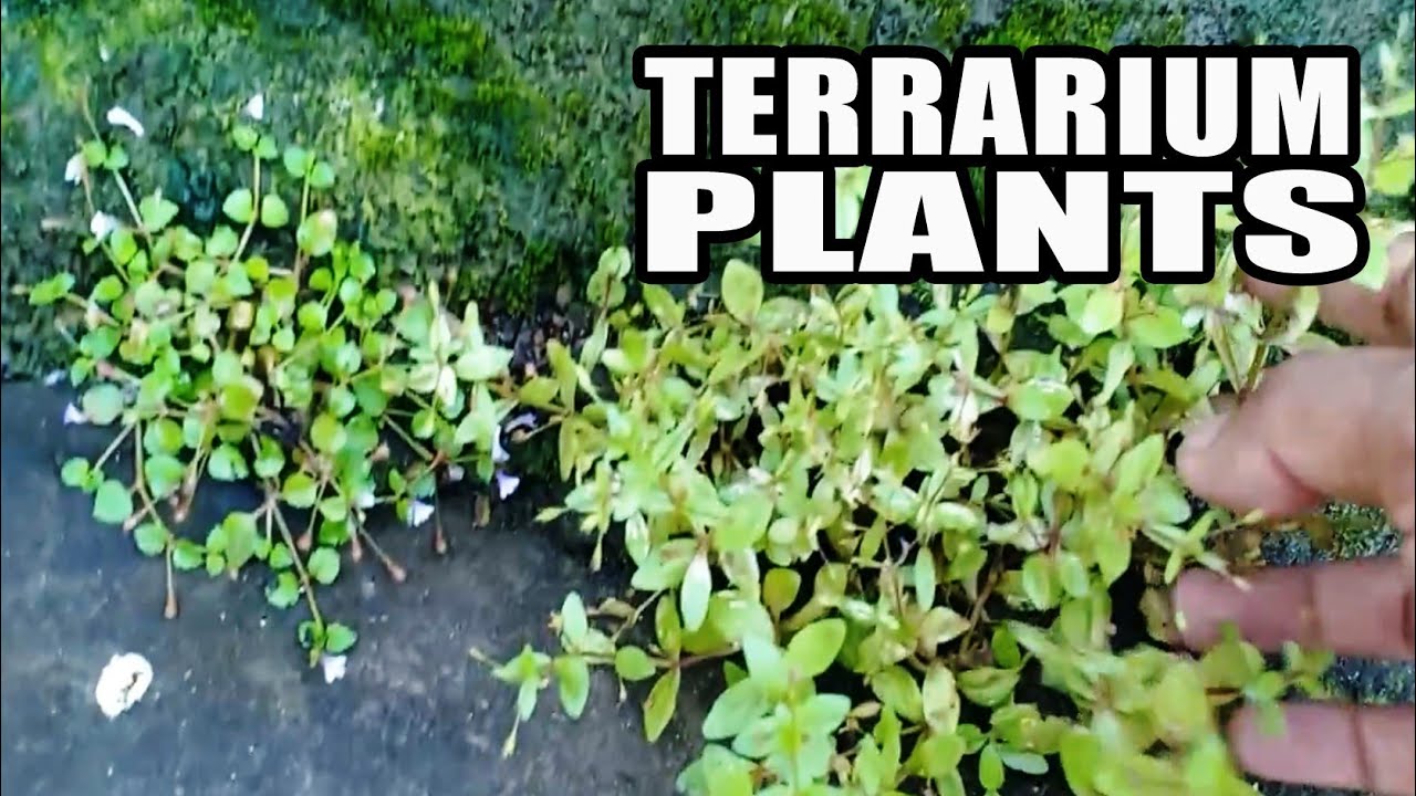 WILD NATURE, HUNTING FOR TERRARIUM PLANTS, SHOUT OUT (English Subtitle ...