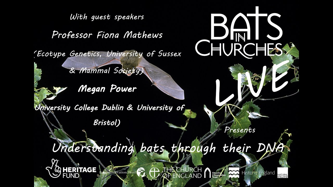 Bats in Churches LIVE: Understanding Bats through their DNA - YouTube