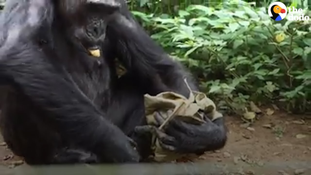 Chimp Makes A Purse Out Of Leaves - YouTube
