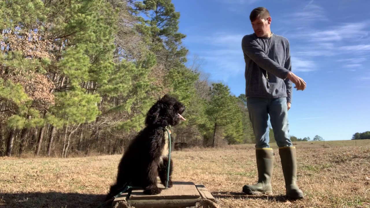 Companion Dog Training - 5 Minutes on Place (8) “Gus” - YouTube