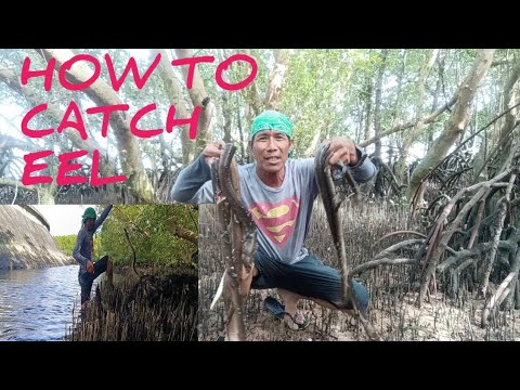 HOW TO CATCH EEL - YouTube