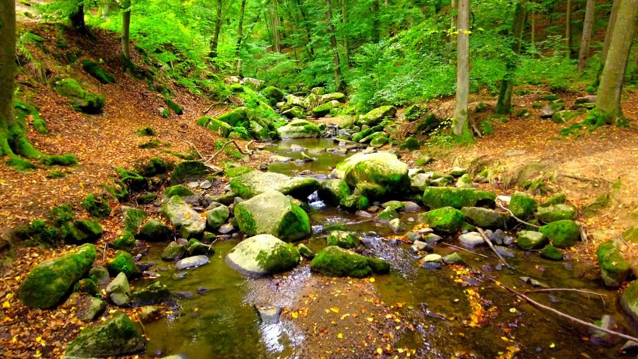 Short Forest Walk 4K - YouTube