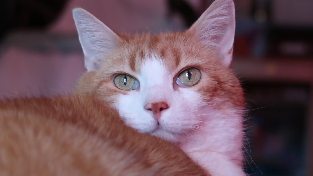 Cat Is A Pretty Boy - YouTube