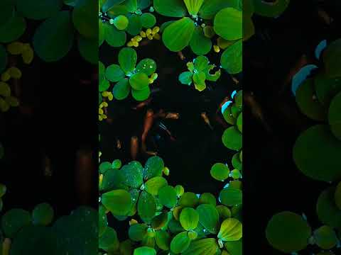 sum fish dansing a river 🐬 - YouTube