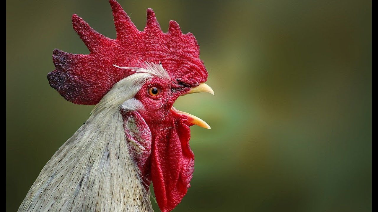TOP 20 roosters crowing - Ultimate Rooster Crowing Compilation - Sounds ...