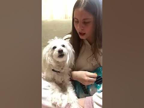 Моя собака поёт песни - YouTube