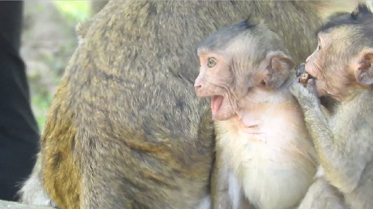 Why Baby Monkey Crying Like This ST853 Mono Monkey - YouTube