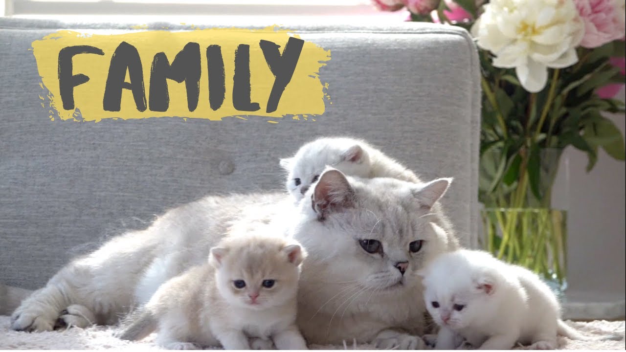 Apollo's family | British shorthair kittens - YouTube