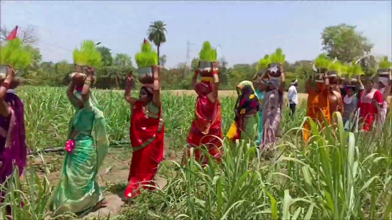 जवारे विसर्जन 2024 / jaware visarjan 2024 - YouTube