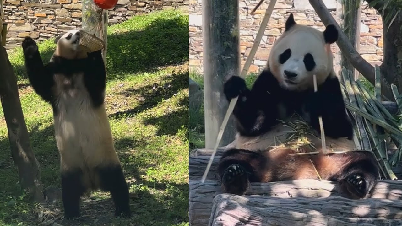 Panda Fu Bao's Daily Share🐼😊 - YouTube