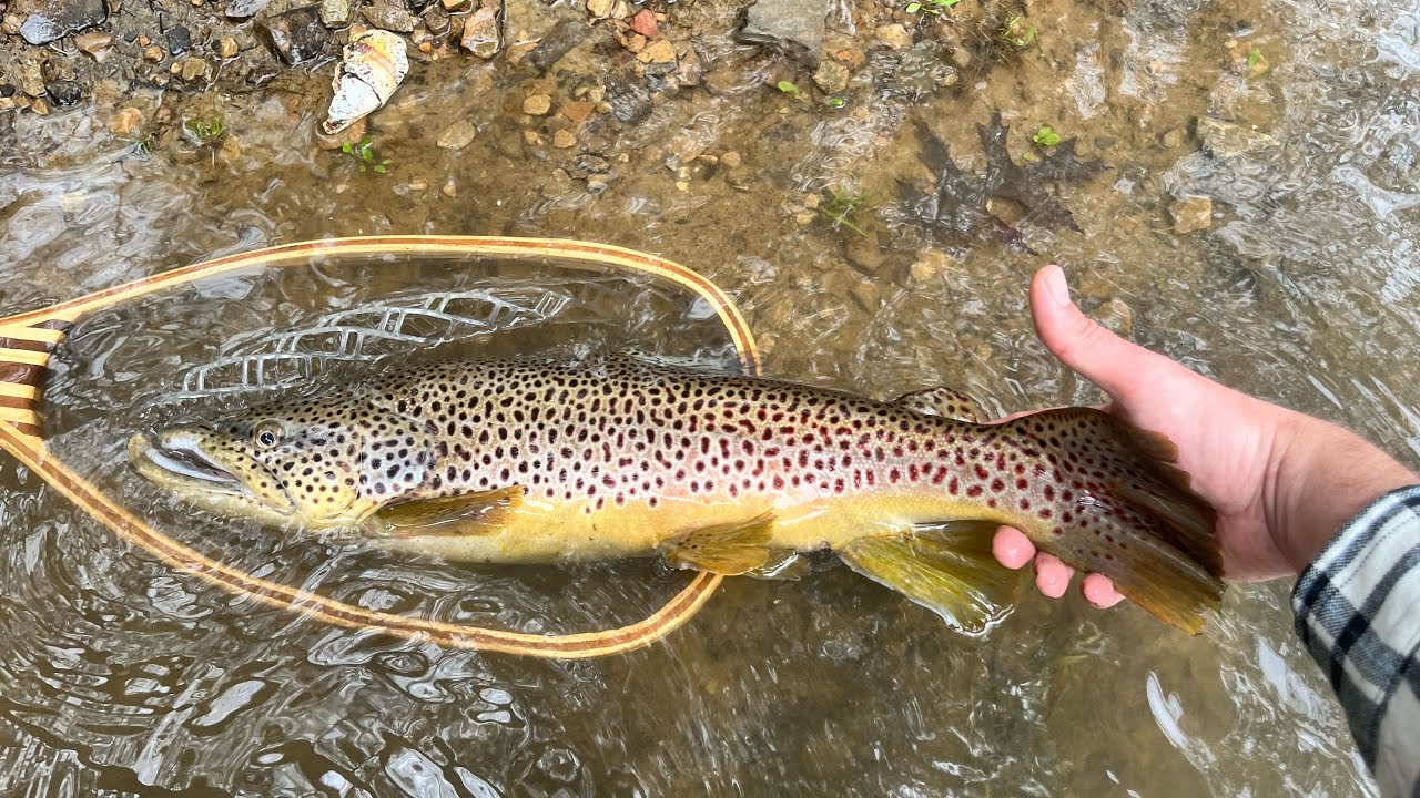 Unbelievable multi species action at Yellow creek trout club! PA trout ...