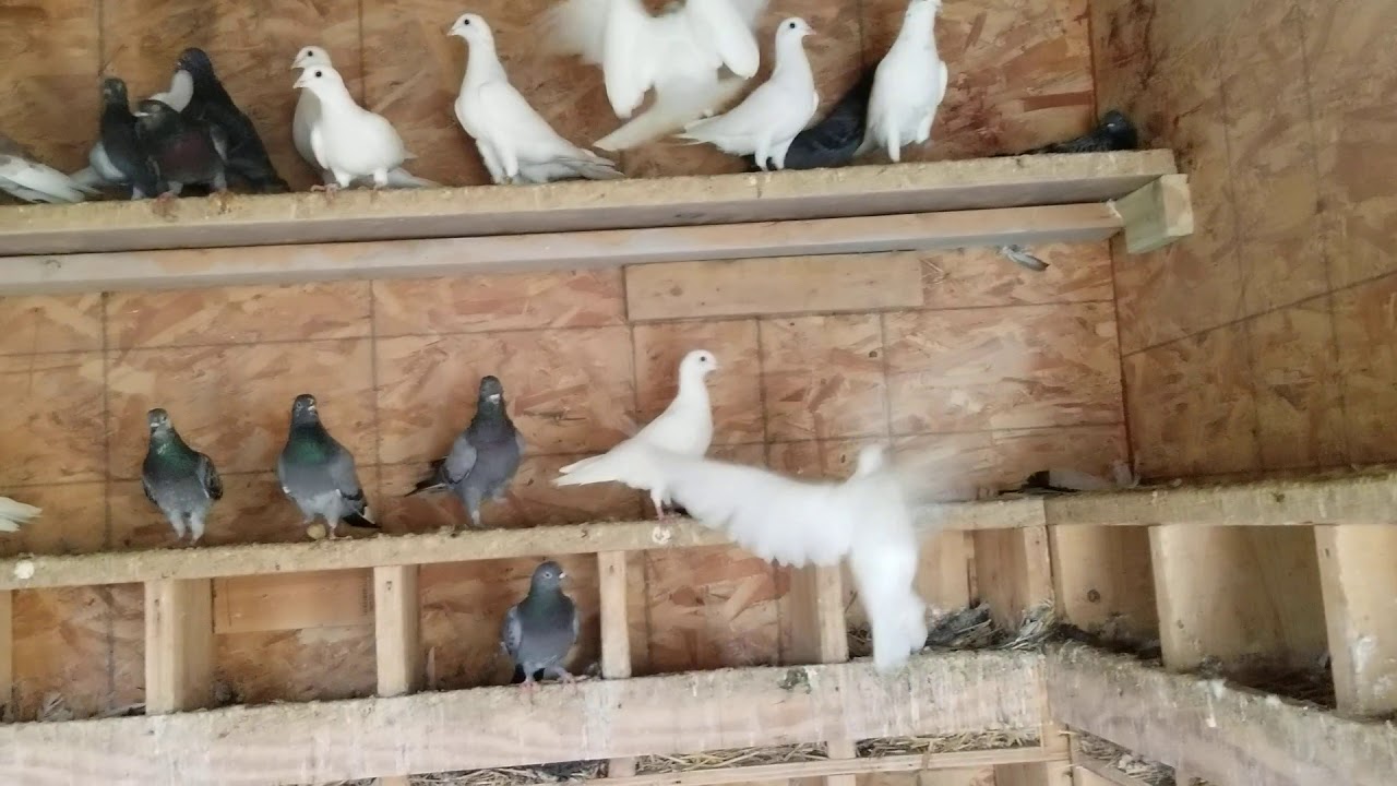 Colored barn pigeons for bird dog training. - YouTube