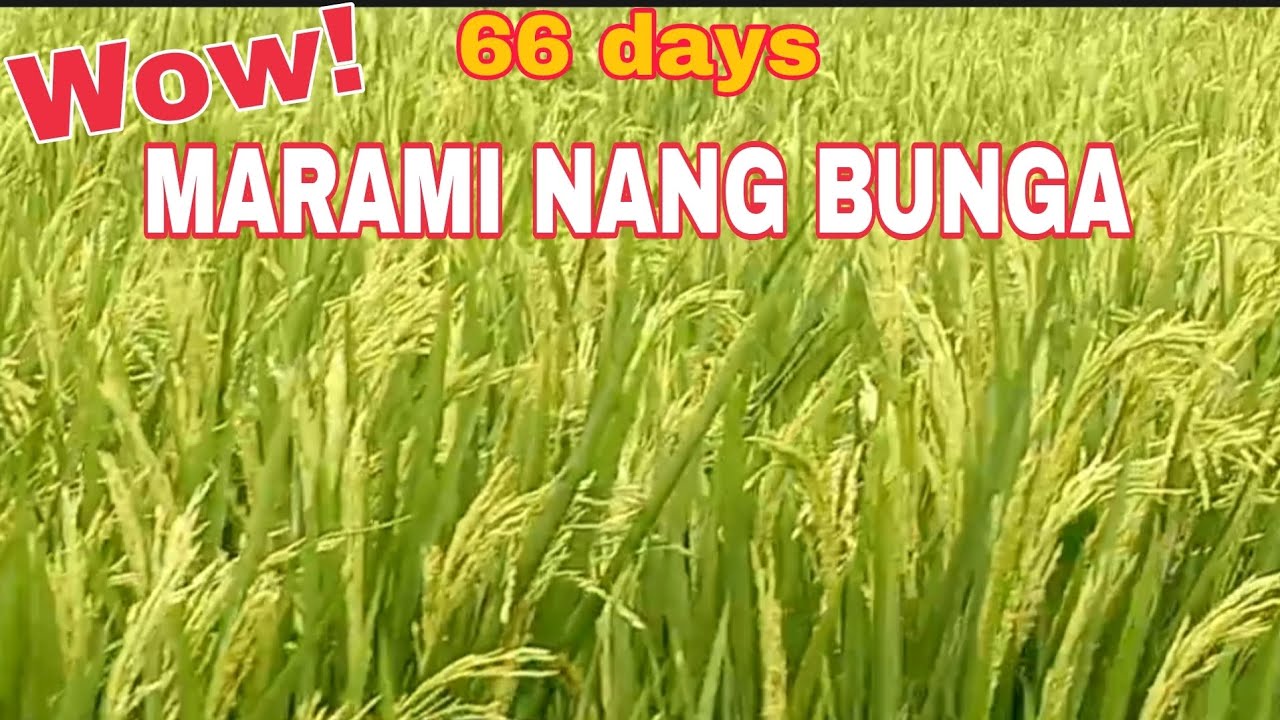 WOW!GANITO PALA KARAMI BUNGA NG HYBRID RICE - YouTube