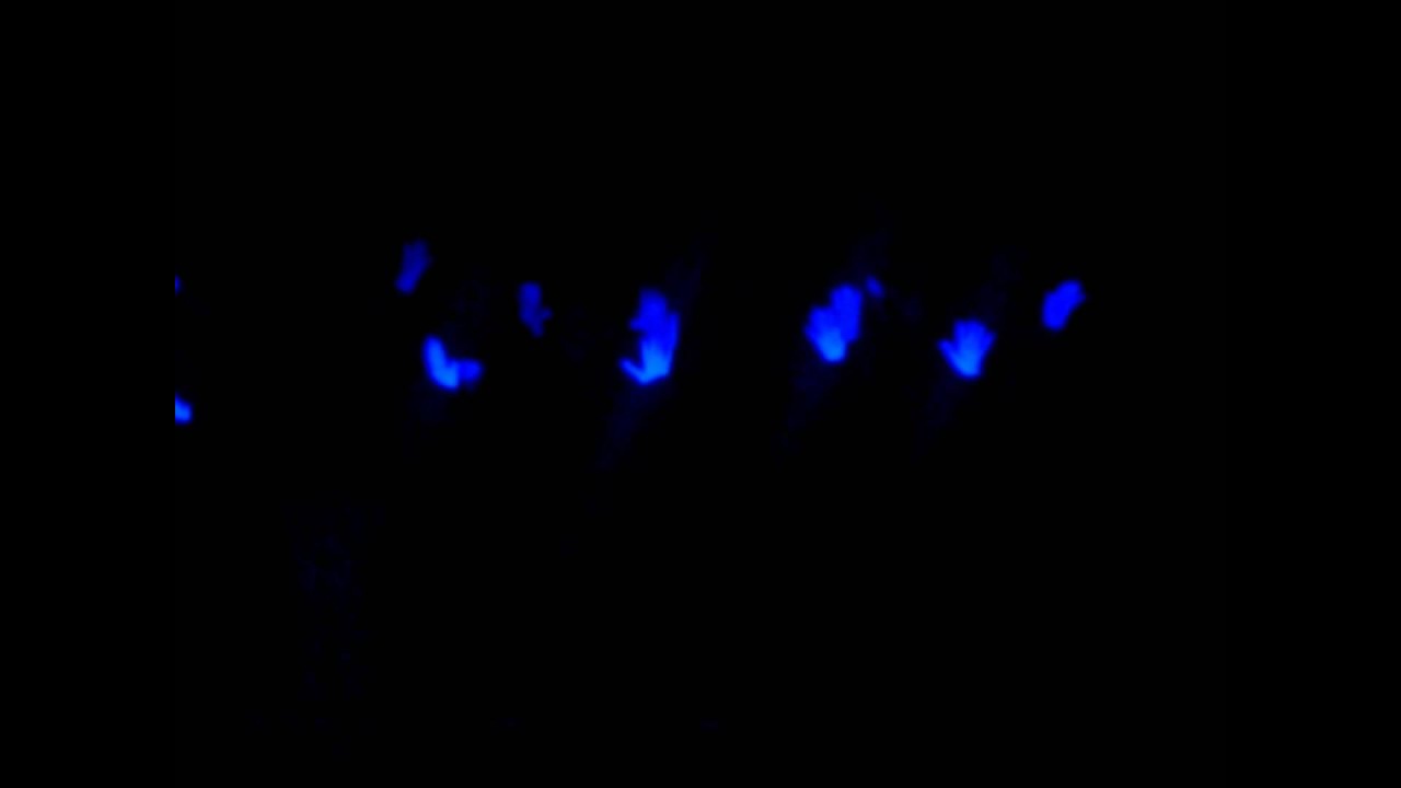 LHS Sign Language Club Christmas Program.wmv - YouTube