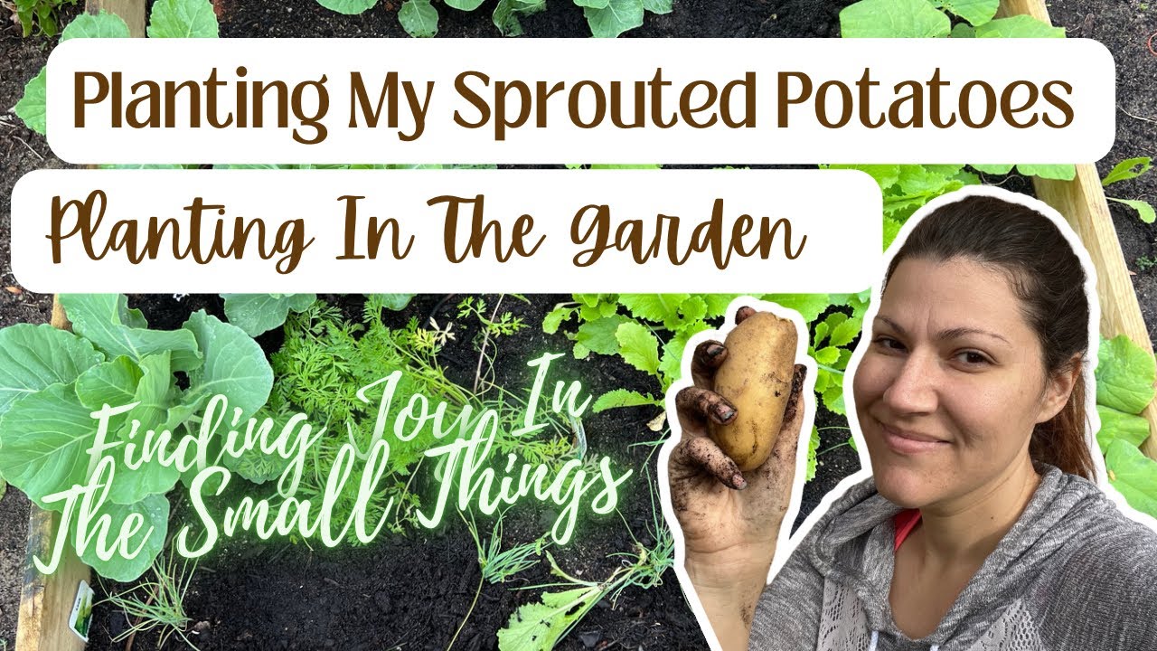 Planting My Sprouted Potatoes 🌱🥔🌱🍠🌱🥔🌱🍠🌱🥔🌱🍠🌱🥔🌱🍠🌱🥔🌱 - YouTube