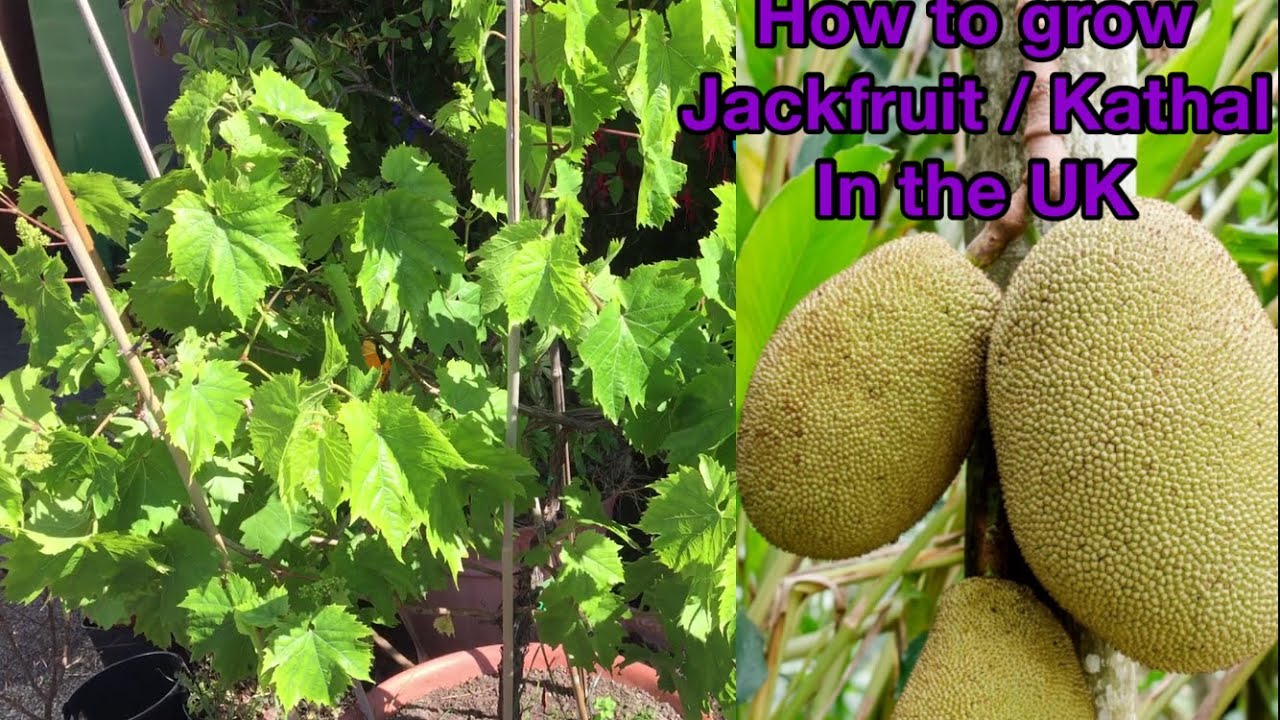 How to grow Jackfruit /Kathal in the UK - YouTube
