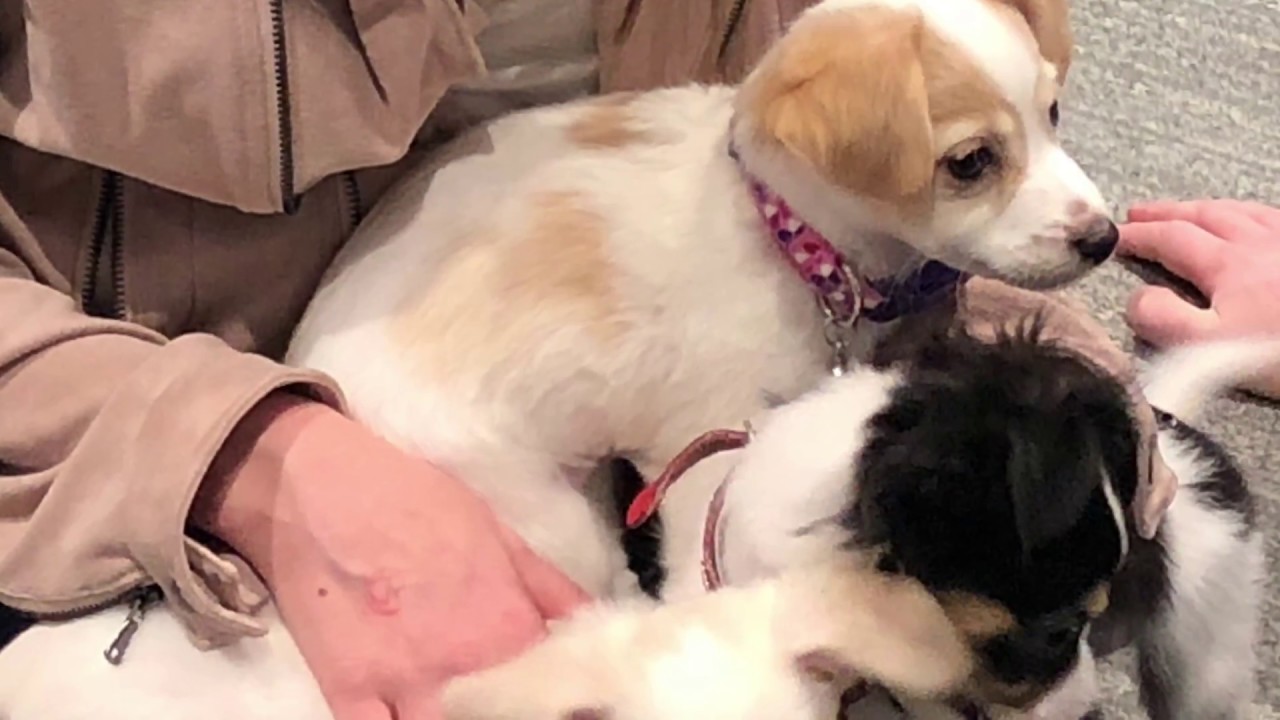 Puppy Cuddle Event And Rescue - YouTube