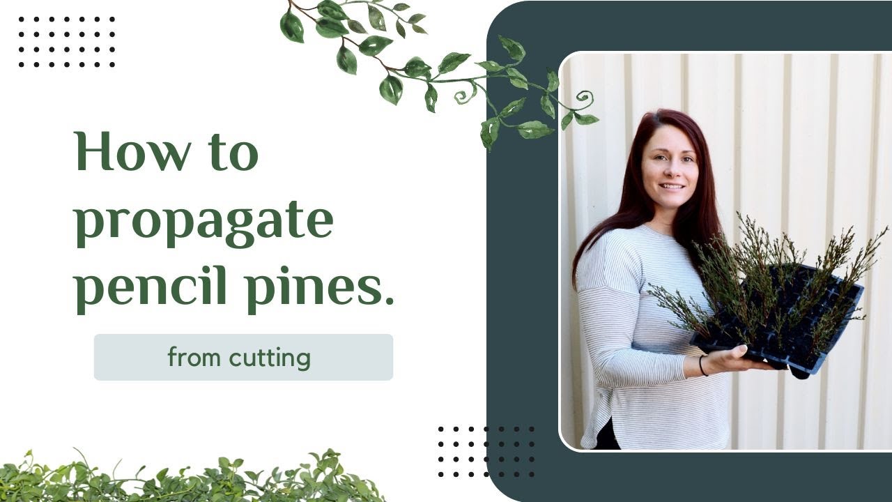 How to propagate pencil pines from cuttings | Propagate with rooting ...