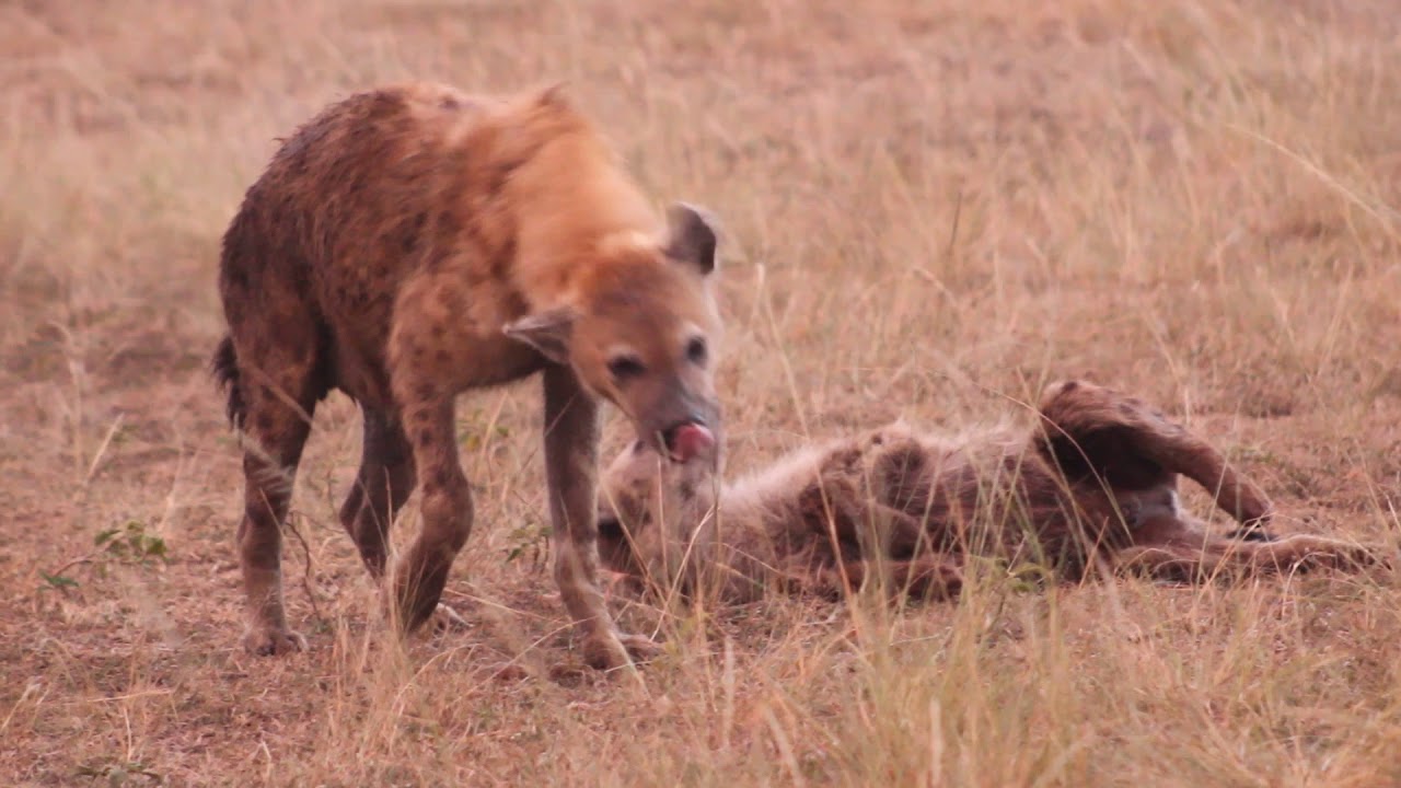 Spotted hyenas roll on ground - YouTube