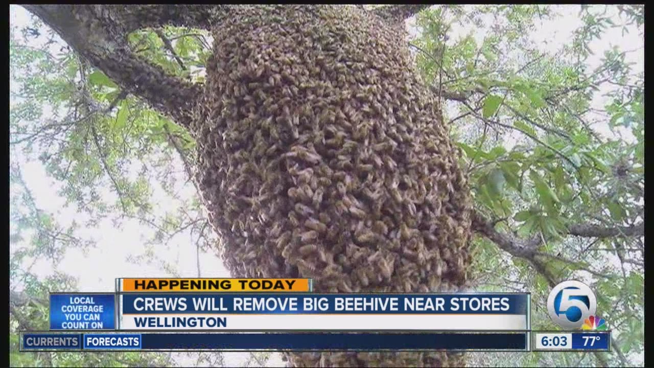 Big beehive spotted near Wellington stores - YouTube