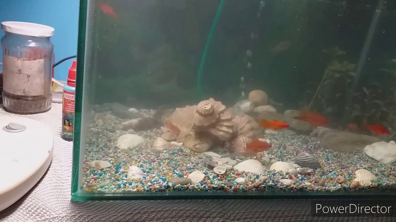 Xifo halak etetése - YouTube