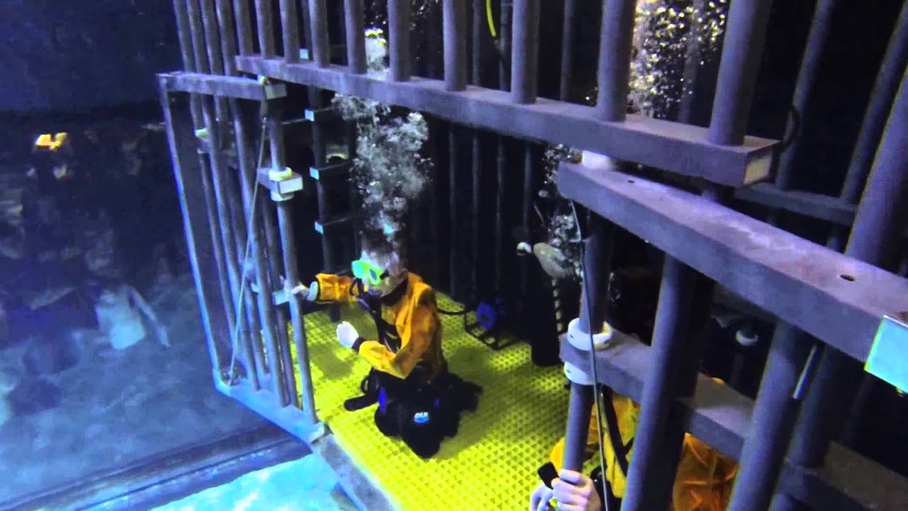 ExtraHyperActive : Eye-to-Eye Shark Dive - Point Defiance Zoo ...