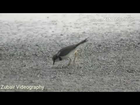 Little ringed plover