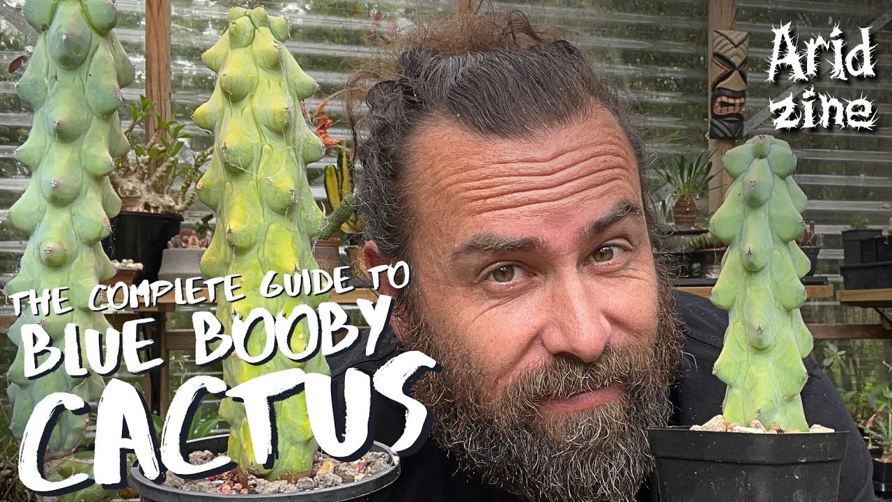 The complete guide to the Blue Boobs Cactus aka. Myrtillocactus ...
