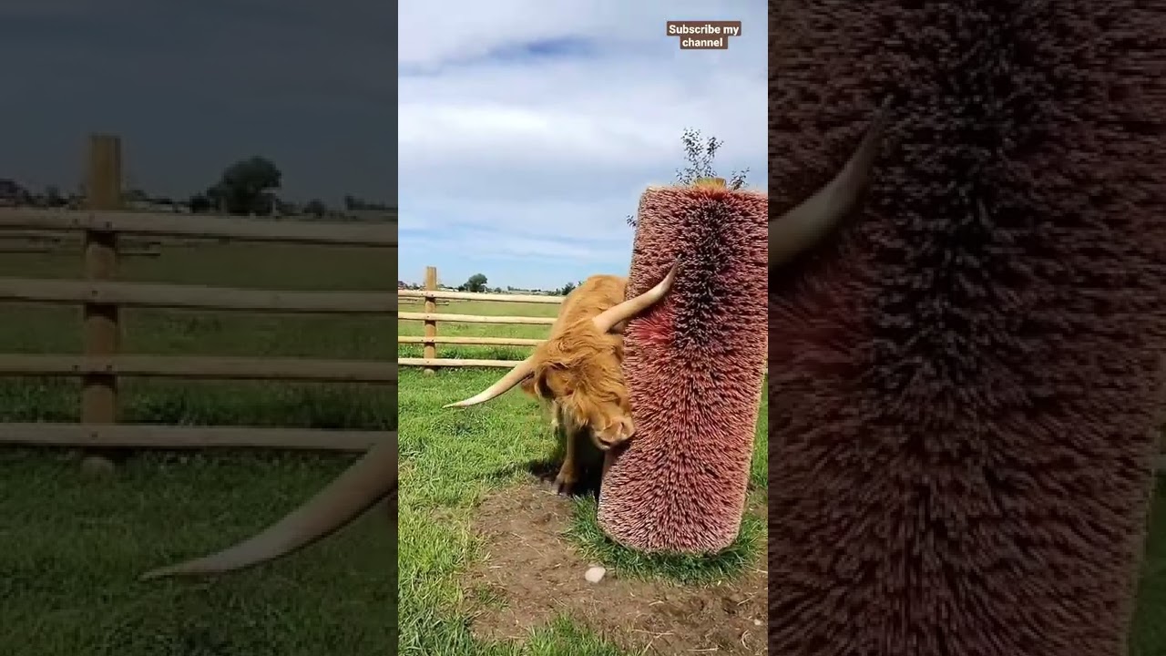 Happy wednesday friends#cow #cows#short #trending#nature #animal # ...