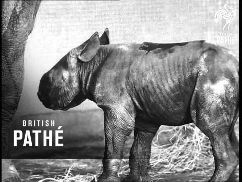 First Rhino To Be Born At London Zoo (1969) - YouTube