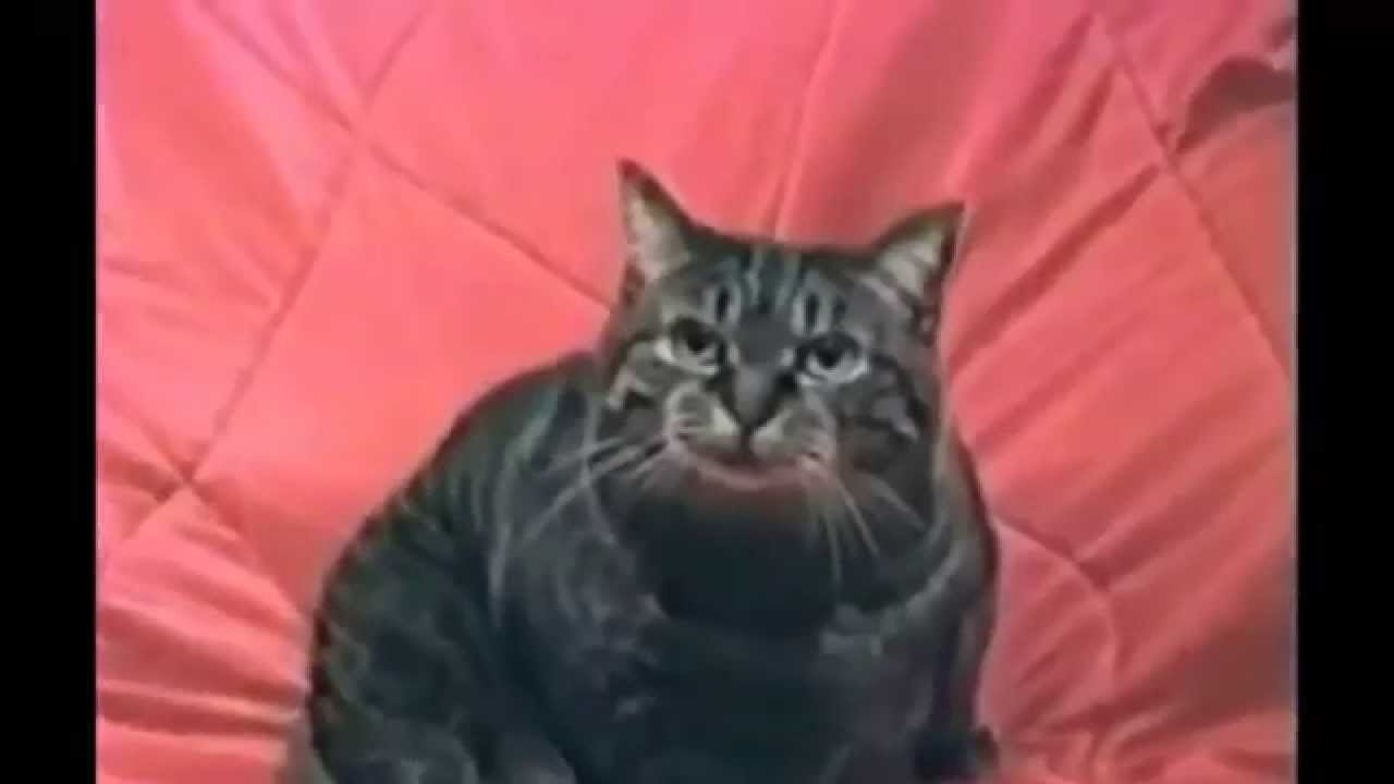 Best Funny Cats Compilation 2015 Youtube