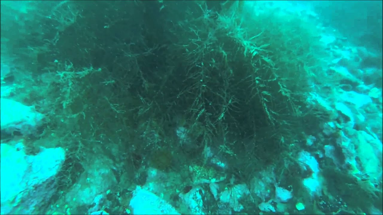 Longyearbyen Diving Club. Dive 78 North. - YouTube