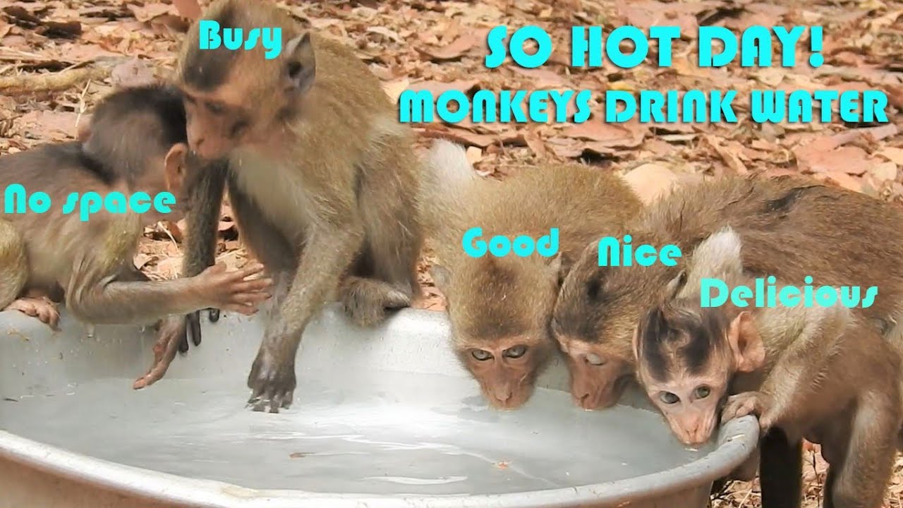 Very hot day!Our teamwork is kind bring some water giving monkey ...