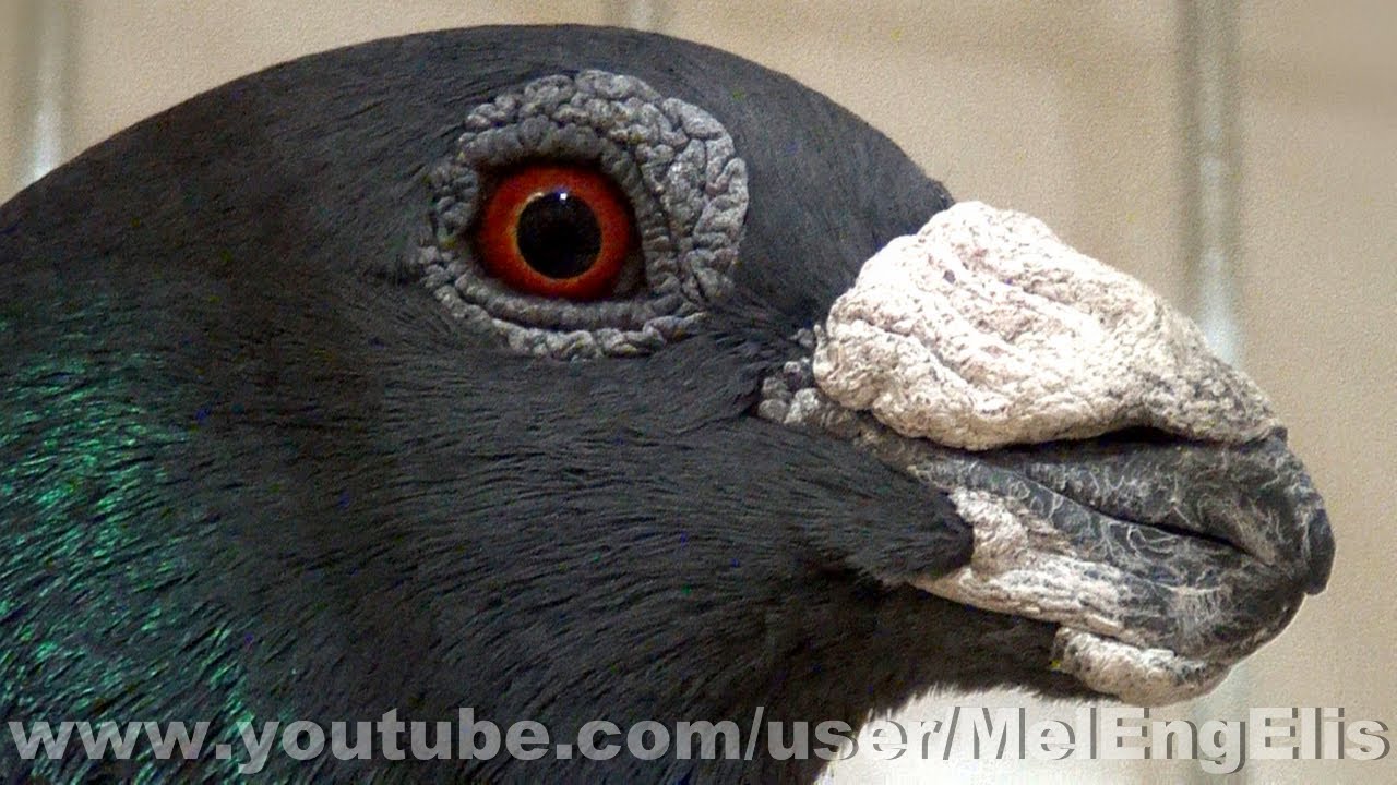 Pigeon Dragon Noir - Dragoon Taube - Colombo Dragone - SNC Woincourt ...