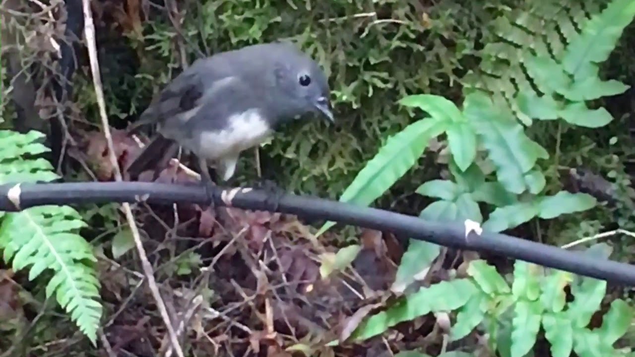 NZ South Island Robin - YouTube