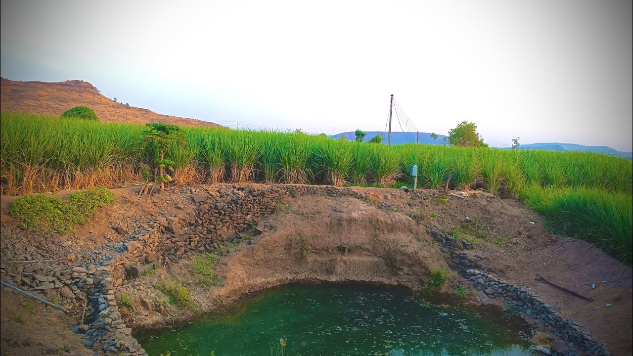 sugarcane plot of 9 months, how is it? - YouTube