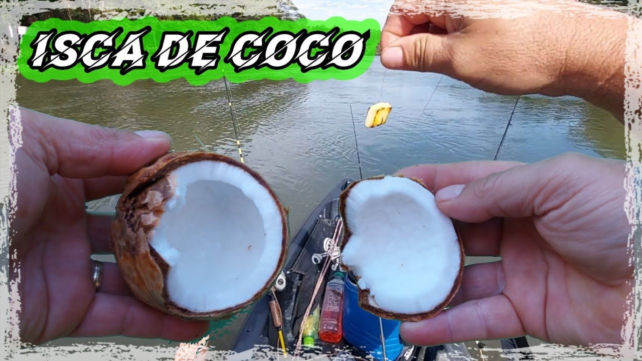 COMO FAZER ISCA DE COCO | PIAPARA, TILAPIA, | FORYOU | - YouTube
