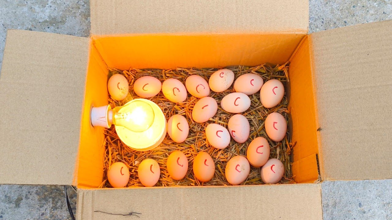 How to make a home incubator simple and easy | Home incubator for ...