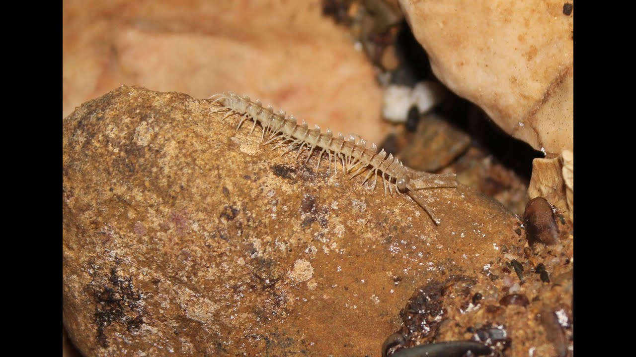 Cave-dwelling Arthropods of Cayo District, Belize - YouTube