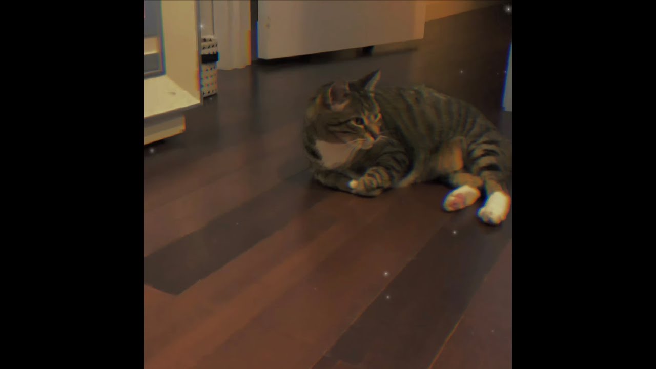 Snickers cat king edit. - YouTube