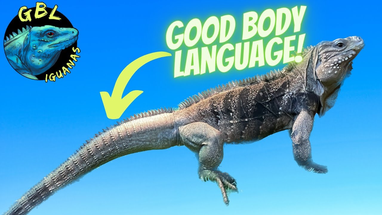 ALL ABOUT CYCLURA (ROCK IGUANA) BODY LANGUAGE! - YouTube