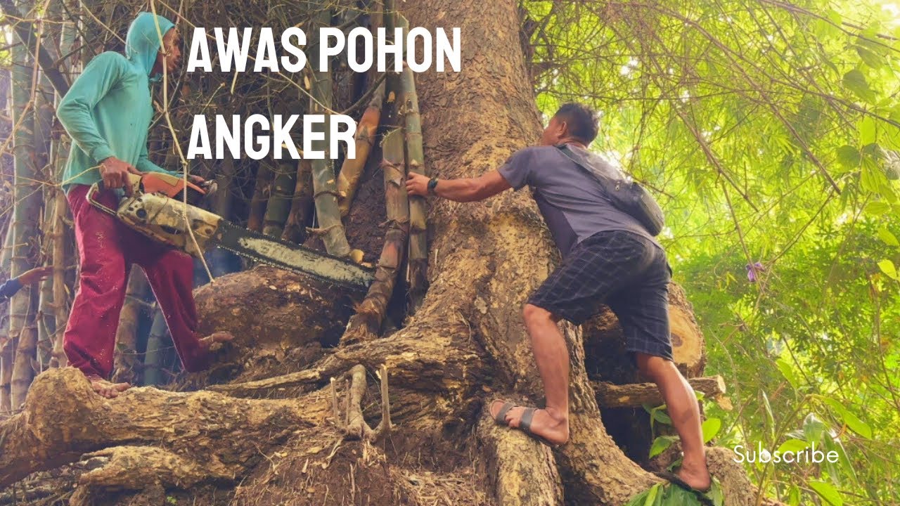 AWAS POHON ANGKER‼️TEBANG POHON TREMBESI BESAR NEMPEL DENGAN BAMBU ...
