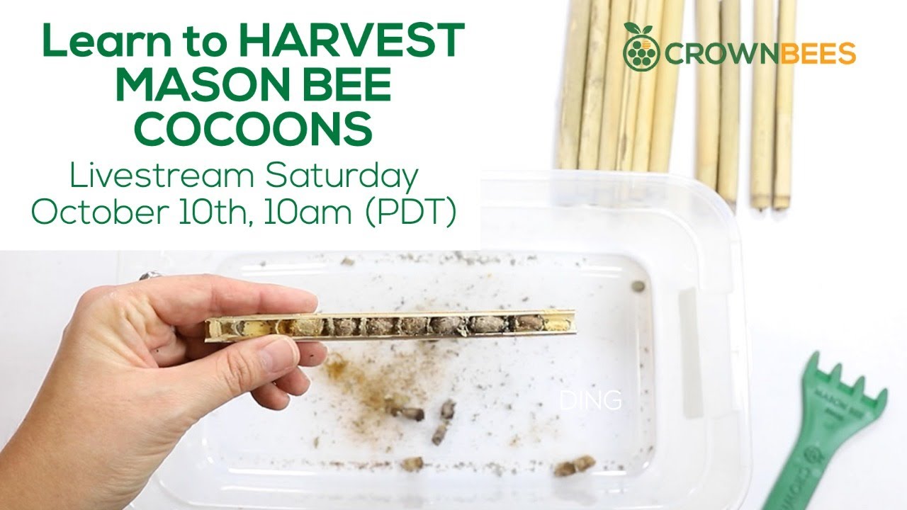 How to Harvest Mason Bee Cocoons from Natural Reeds with Dave Hunter ...