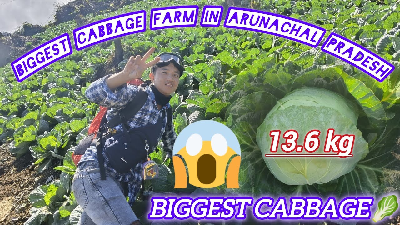 Arunachal Pradesh || biggest cabbage farm and biggest cabbage @Farmees ...
