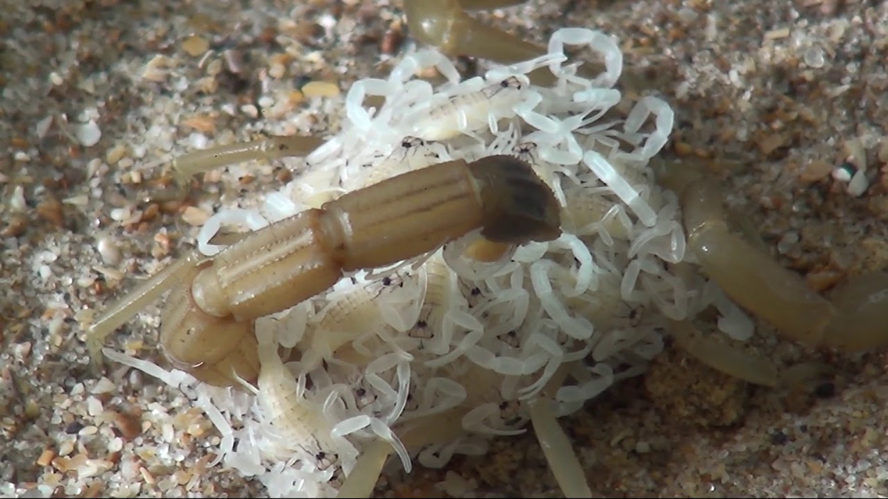 Жесть !Скорпион и детёныши атакует таракана.The scorpion and cubs ...