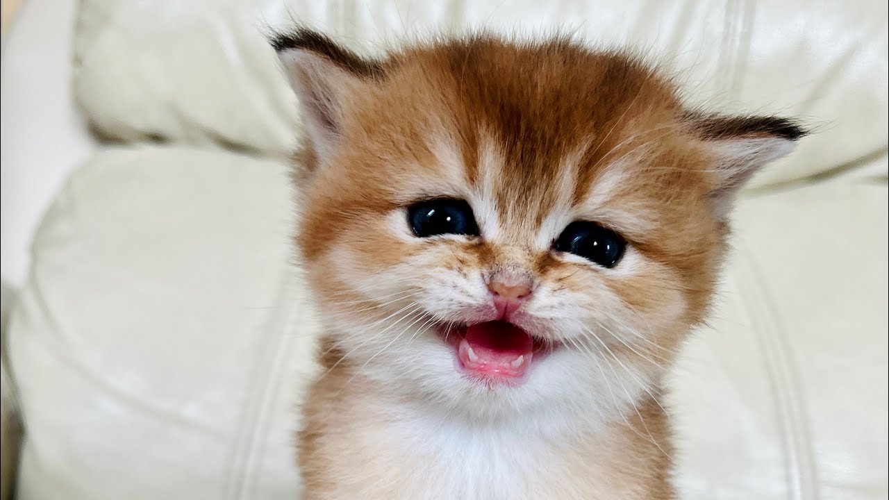 Kitten 1 month old first time he walks without his mother. Meet Baby ...