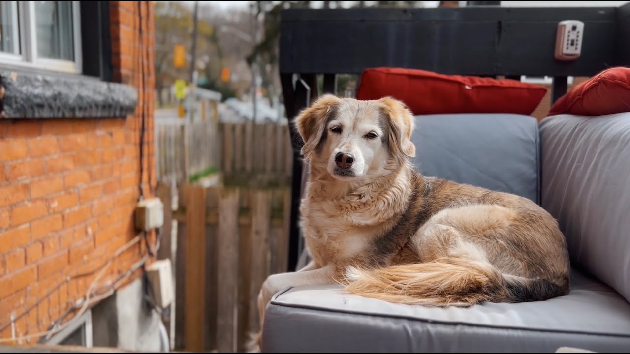 Maggie the auto tune dog is 15 years old! - YouTube