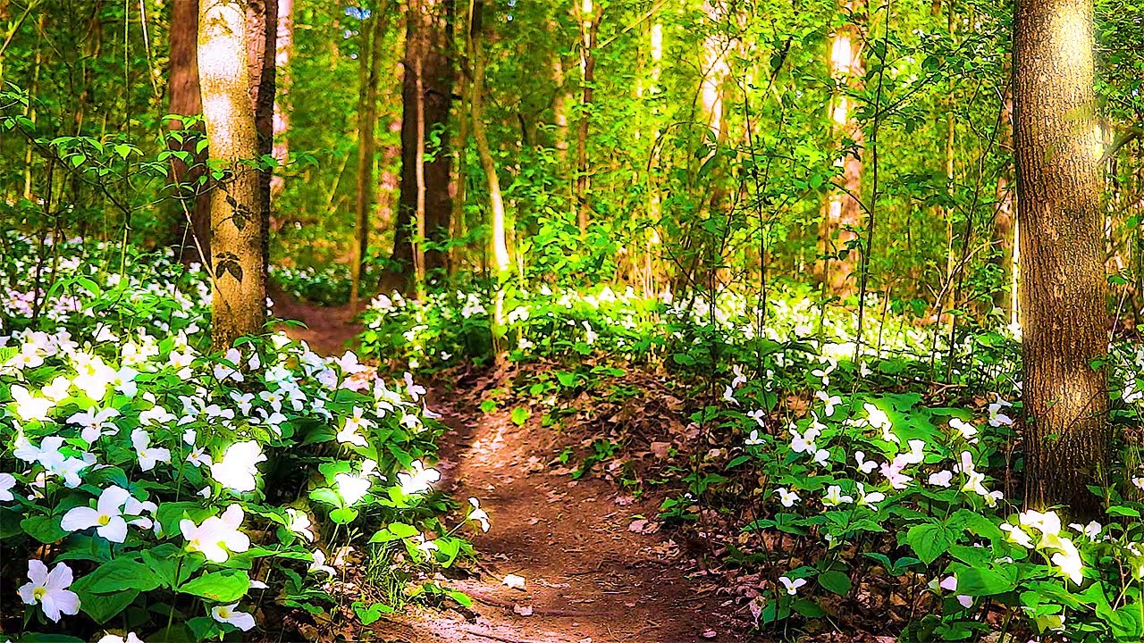 Beautiful Relaxing Piano Music with Nature Sounds: Sleep Music, Stress ...