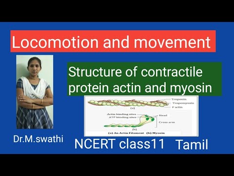 Structure of contractile protein actin and myosin/Locomotion and ...